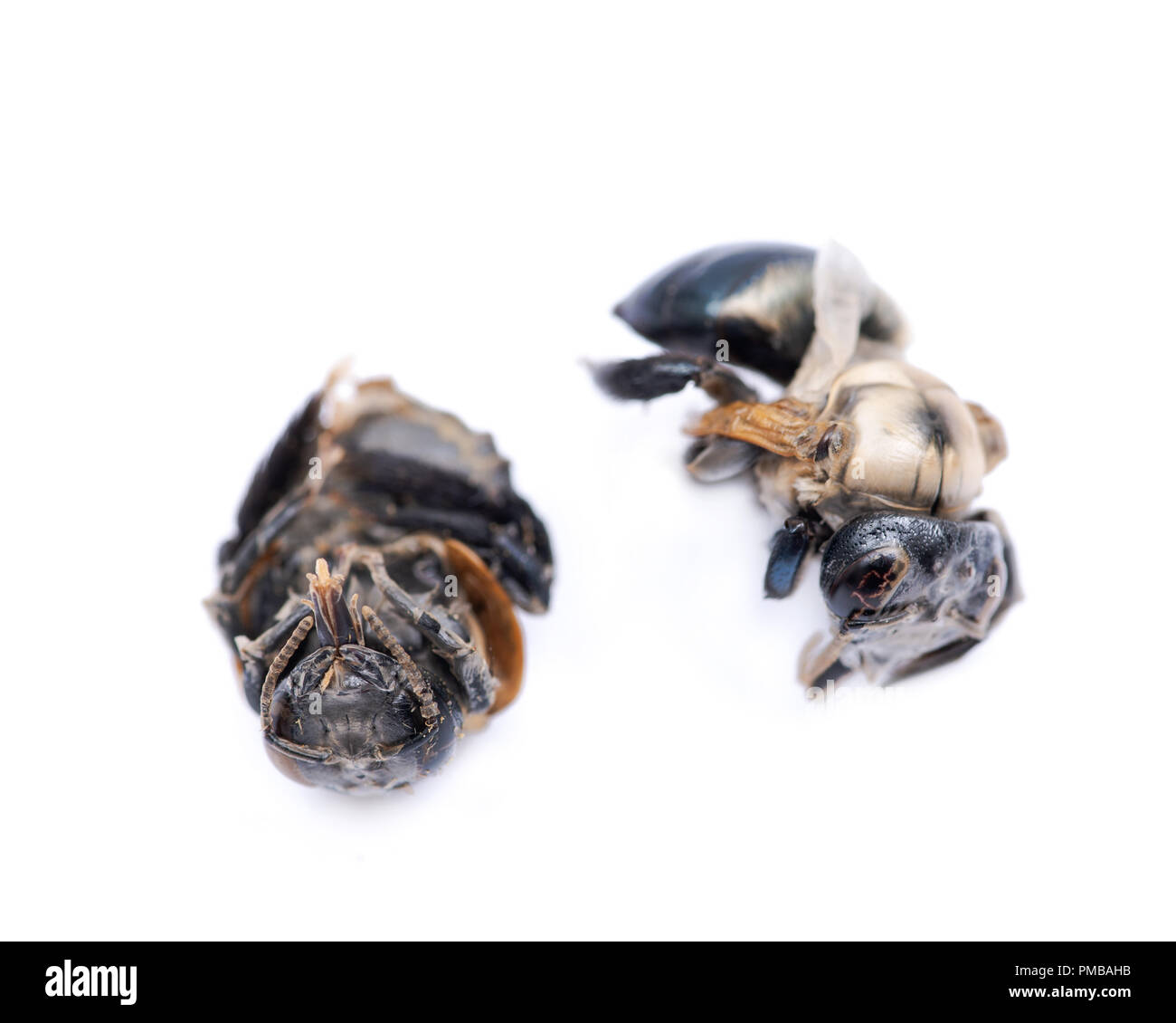 Dried dead insect bumblebee isolated on white background Stock Photo ...
