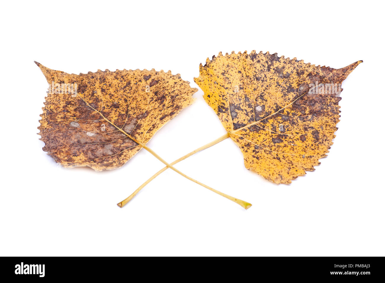 Colorful dry leaf with long stalk isolated on white background Stock ...