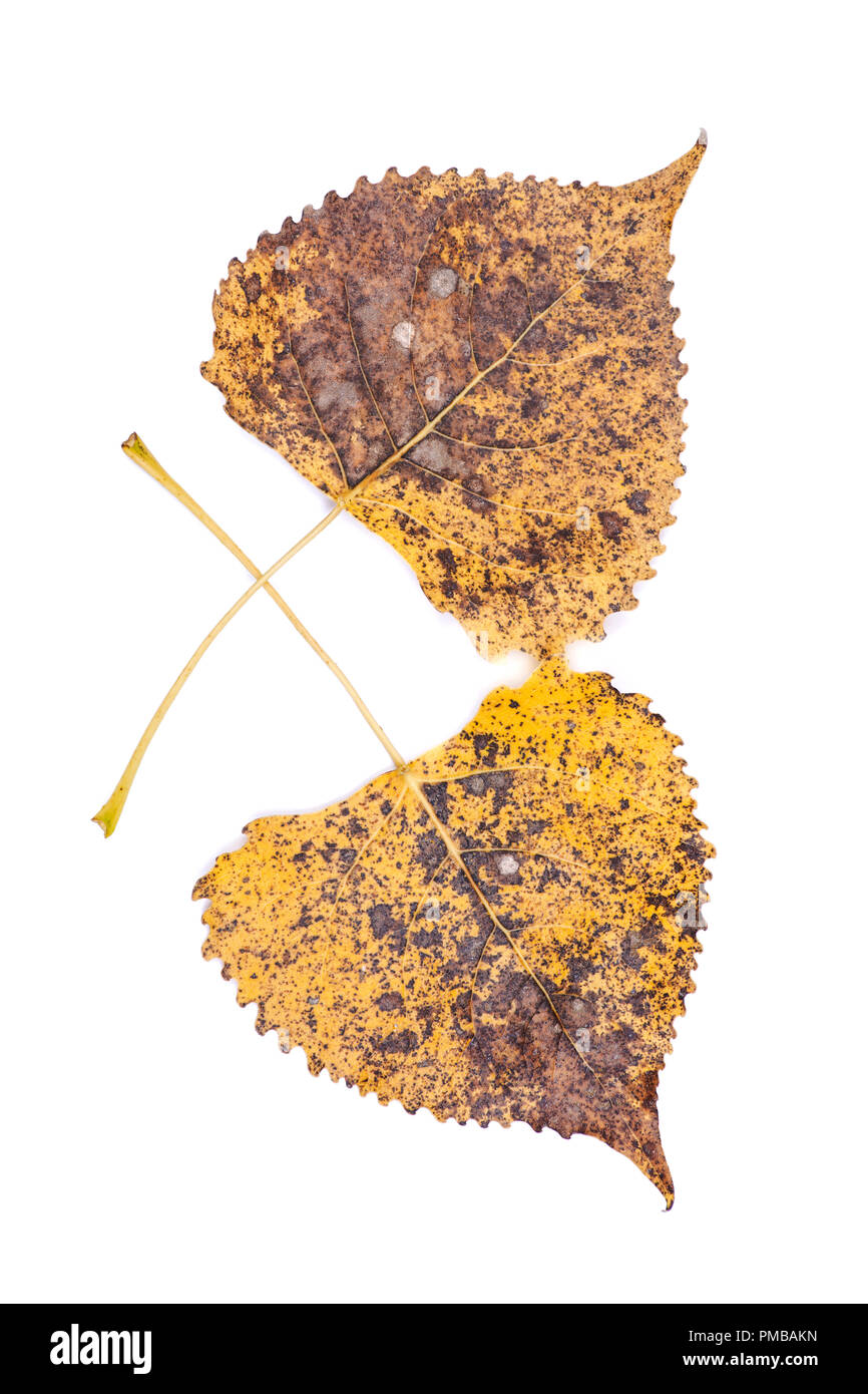 Colorful dry leaf with long stalk isolated on white background Stock ...