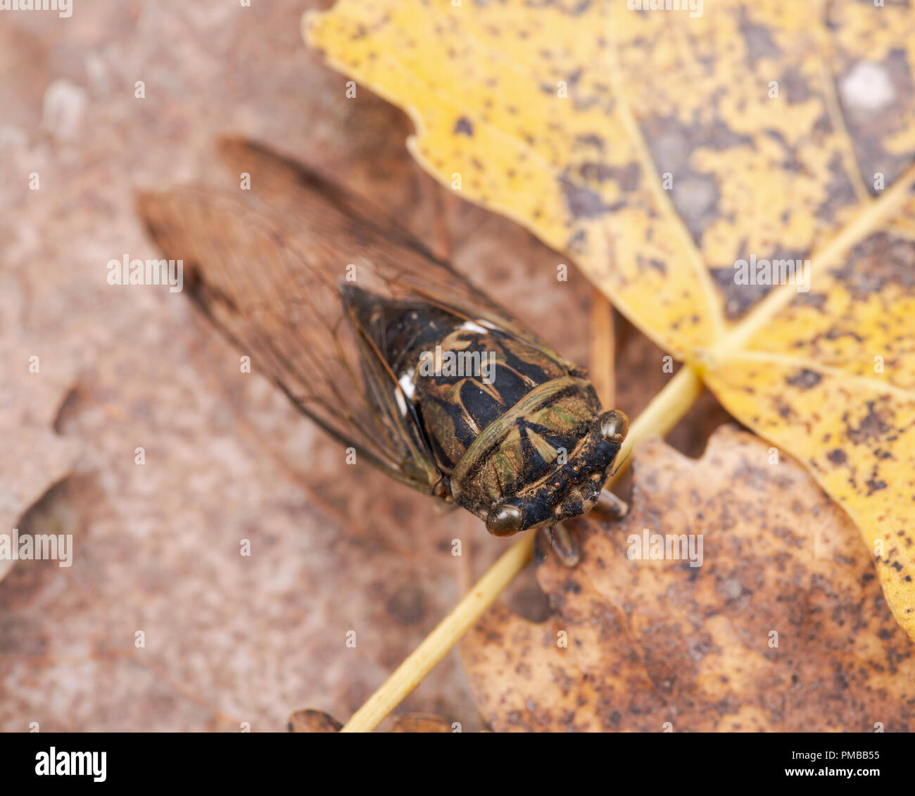 Insect Cicada (Cicadoidea) on dry yellow leaves Stock Photo - Alamy