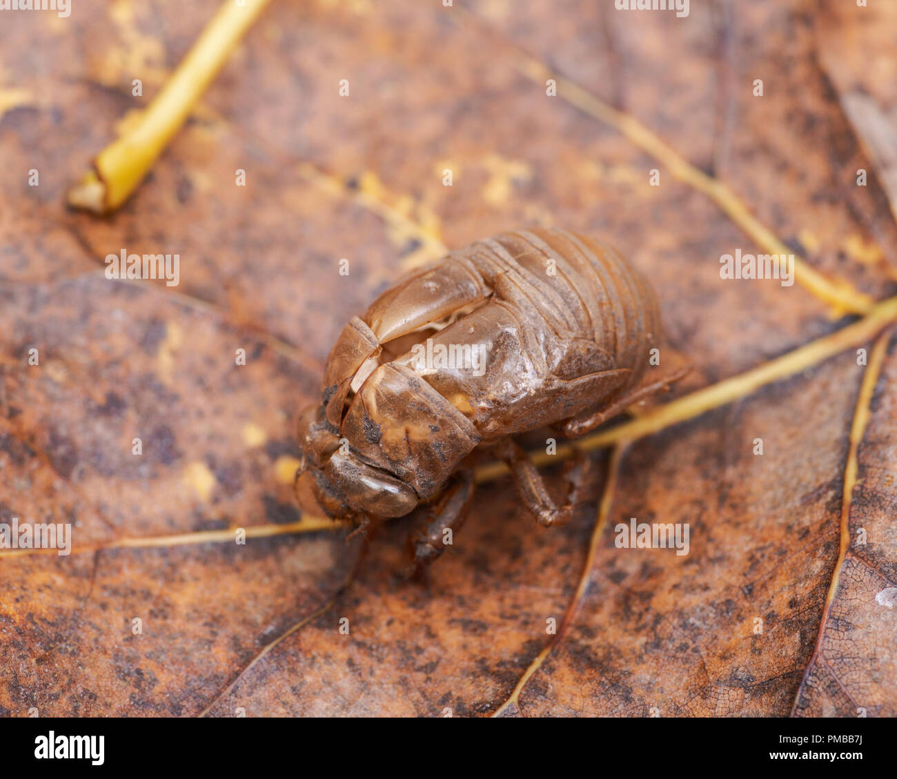 Cicada nymph shell (exuvum) on dry leaves. Periodical cicada emergence ...
