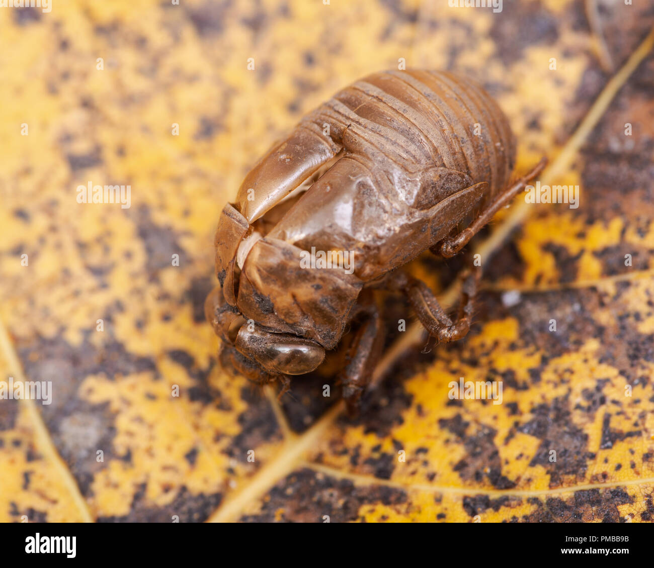 Cicada nymph shell (exuvum) on dry leaves. Periodical cicada emergence. Metamorphosis Nymphs ...