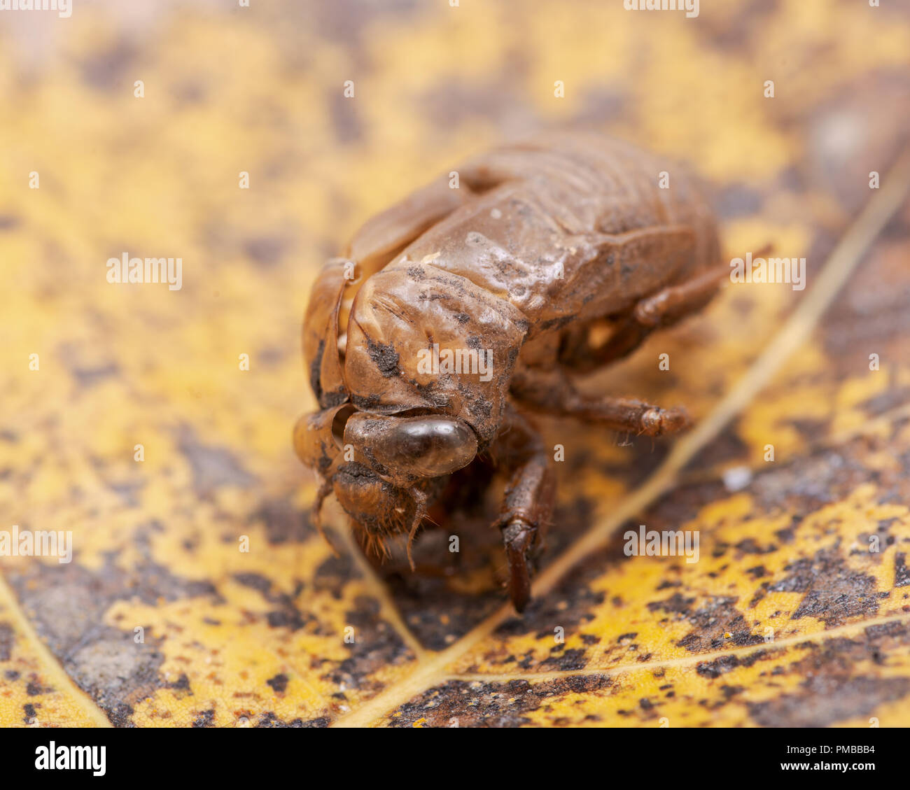 Cicada nymph shell (exuvum) on dry leaves. Periodical cicada emergence ...
