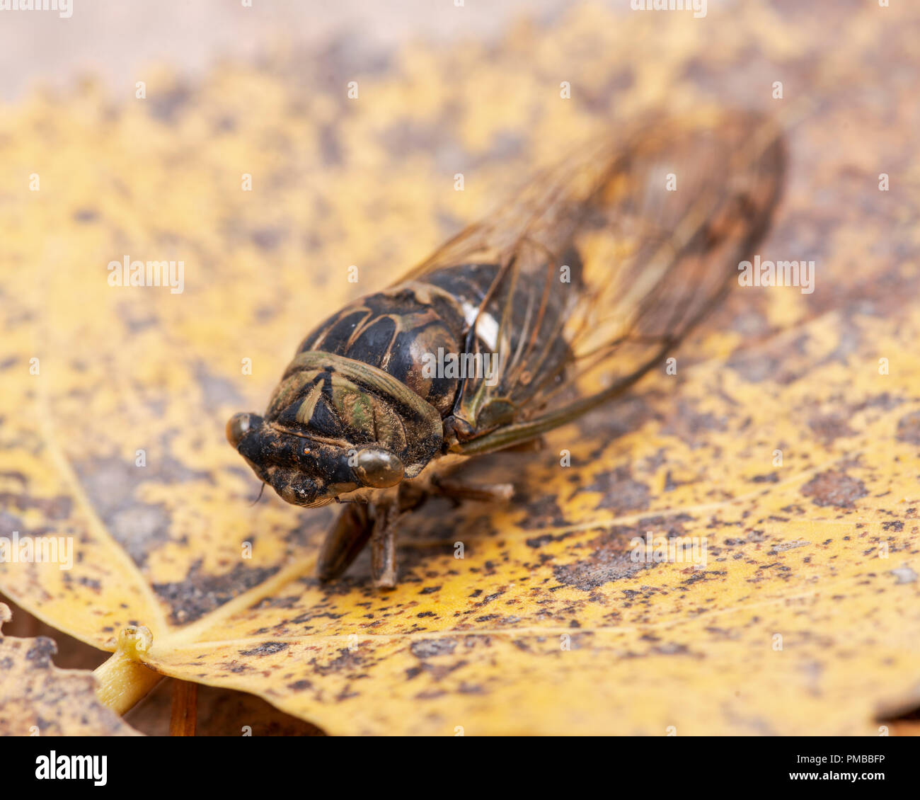 Insect Cicada (Cicadoidea) on dry yellow leaves Stock Photo - Alamy