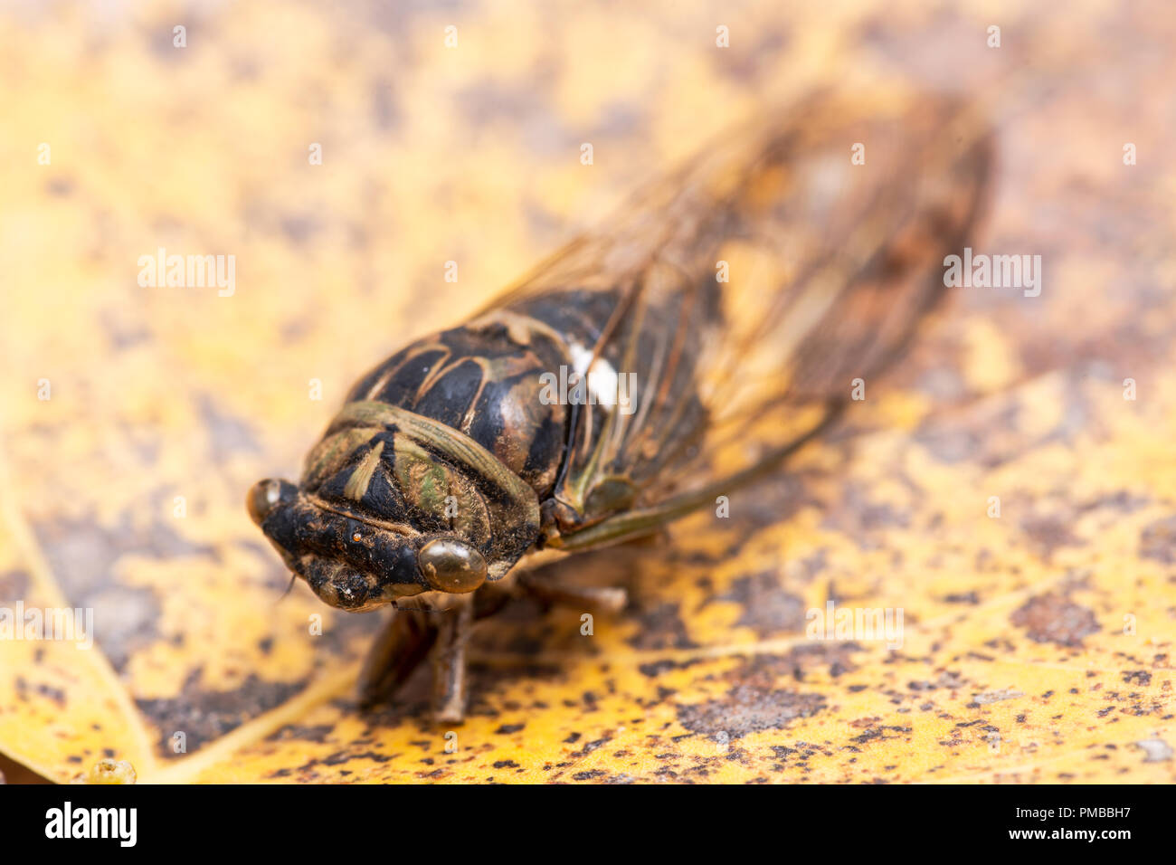 Insect Cicada (Cicadoidea) on dry yellow leaves Stock Photo - Alamy