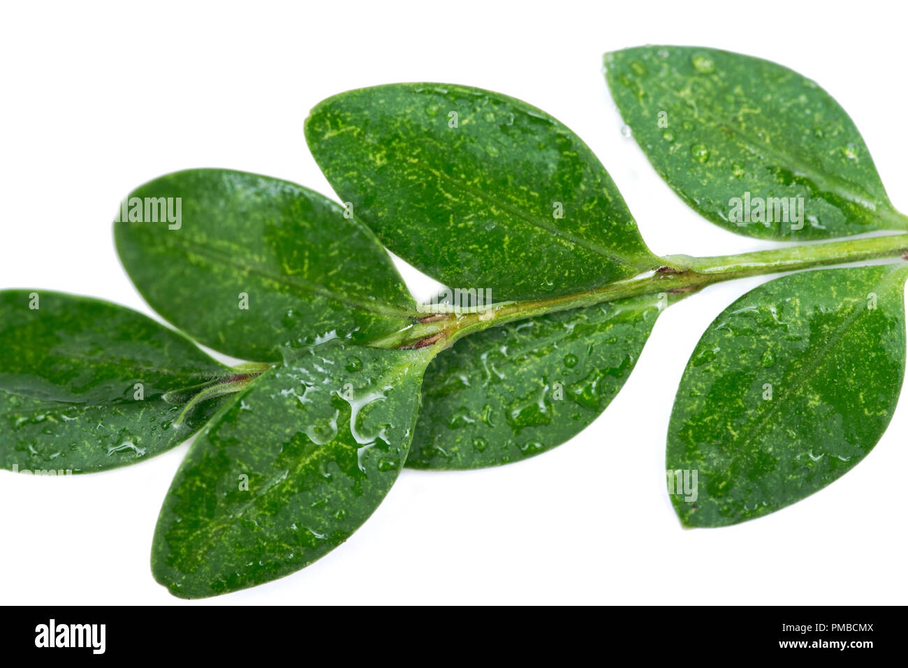 American Boxwood (Buxus Sempervirens) isolated on white background ...