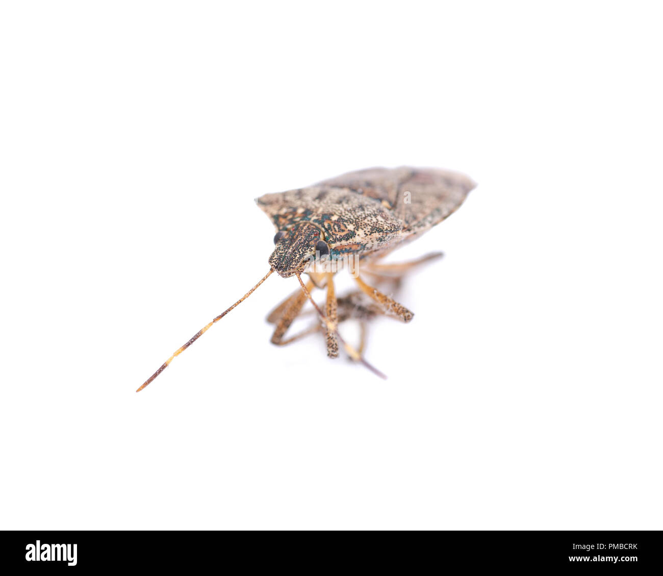 The brown marmorated stink bug (Halyomorpha halys), insect in the ...