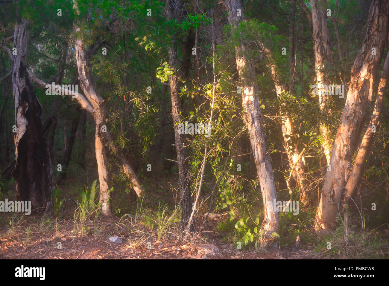 Forest around Brisbane city in Queensland, Australia. Australia is a ...