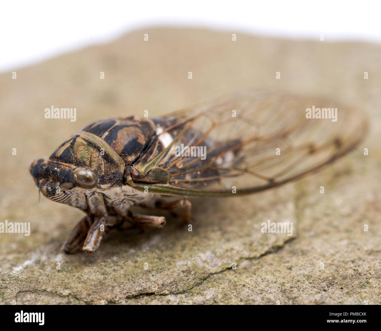 Insect Cicada (Cicadoidea) on natural carved stone Stock Photo - Alamy