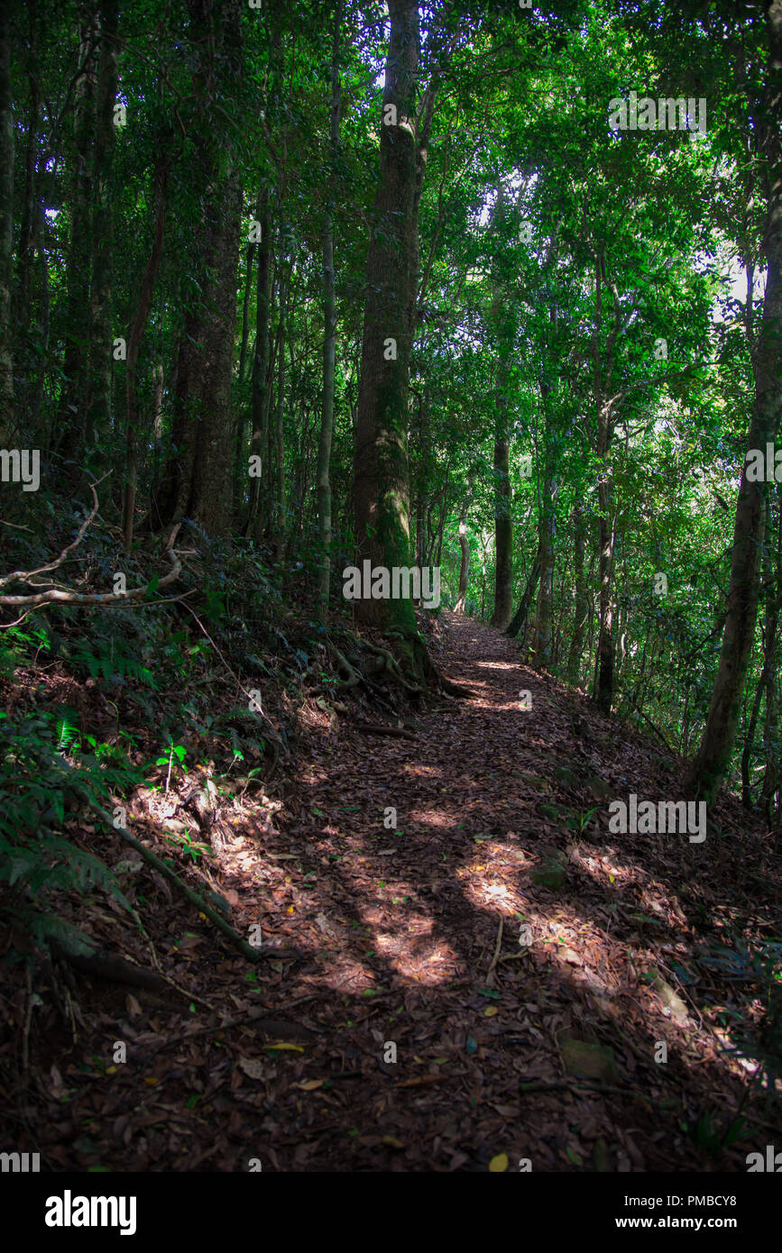 Brisbane Australia Forest