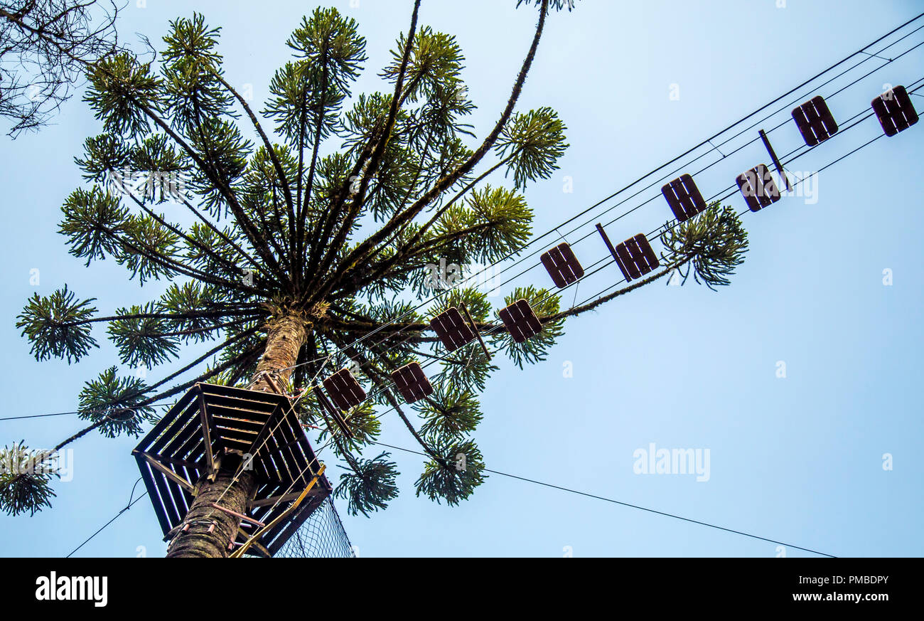 tree climbing pass sky view Stock Photo - Alamy