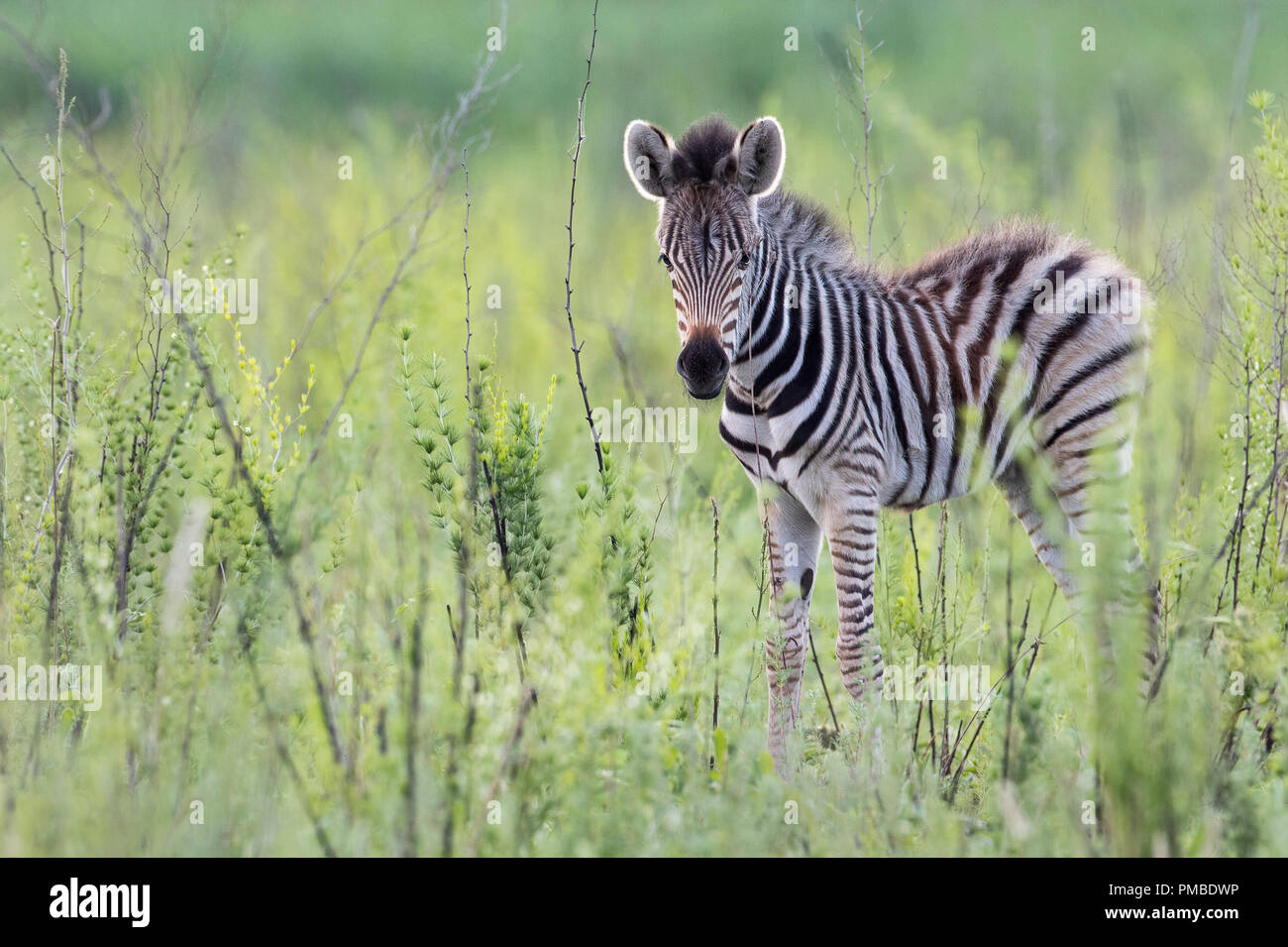 Cebra cebras hi-res stock photography and images - Alamy