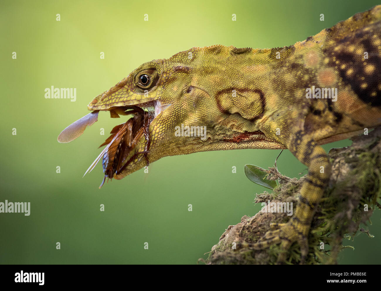 A giant banded anole eating a cockroach. Photograph taken in Costa Rica ...