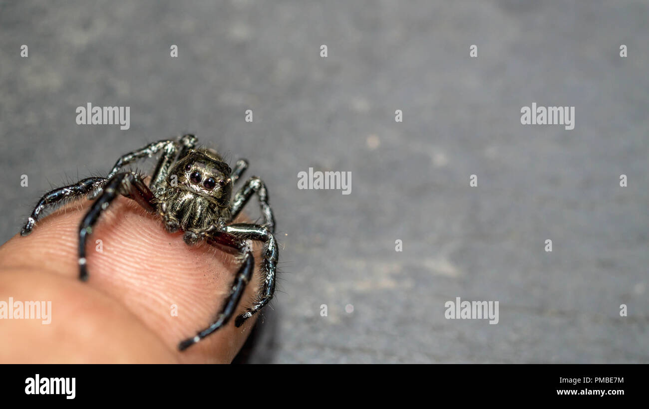 jumping spider on the tip of a finger Stock Photo - Alamy