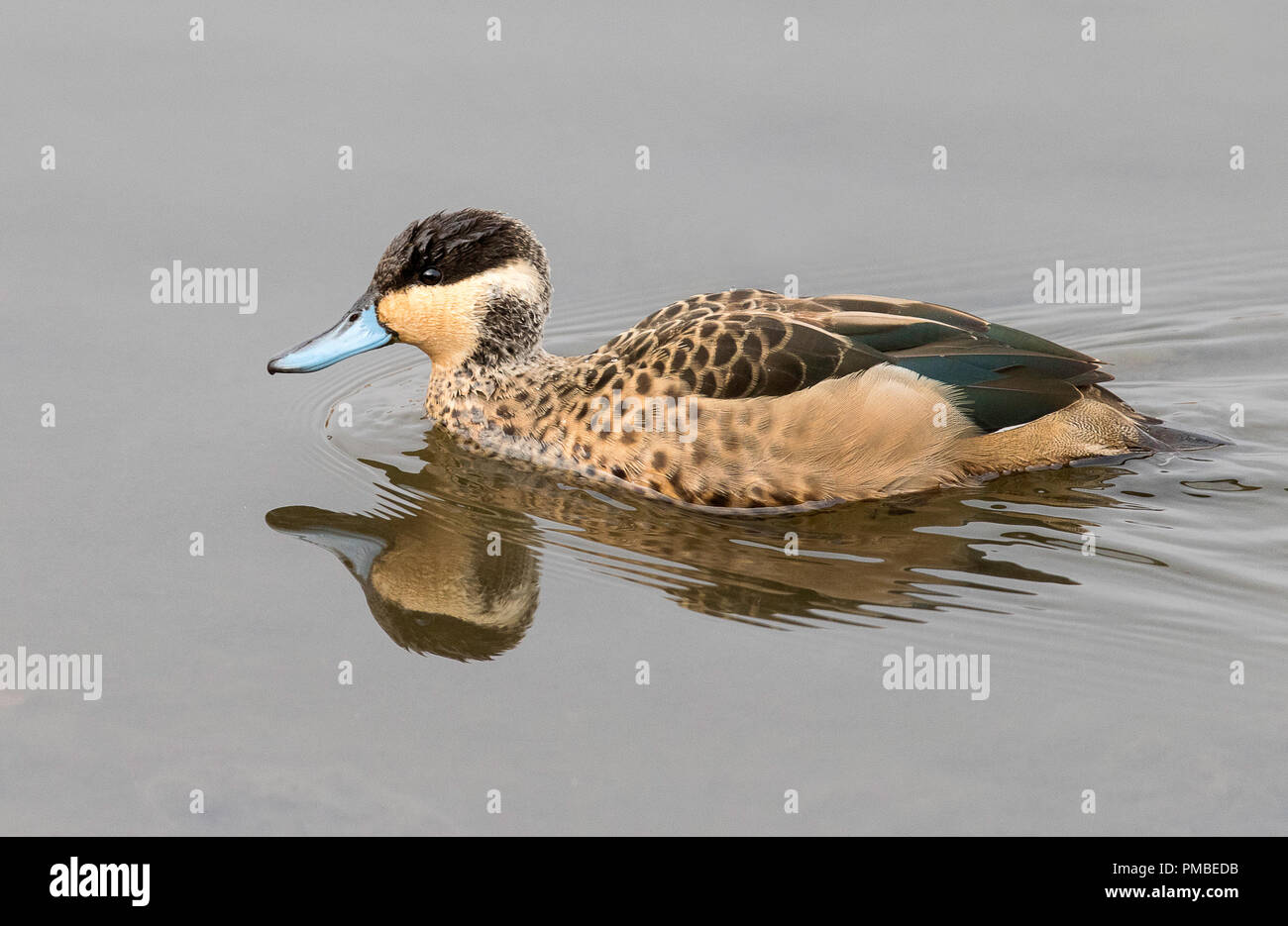 Pato fauna aves hi-res stock photography and images - Alamy