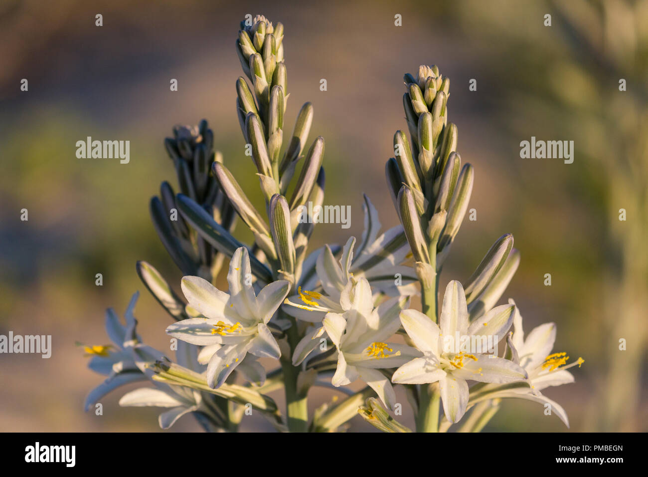 Desert lily, Anza-Borrego Desert State Park, California Stock Photo - Alamy