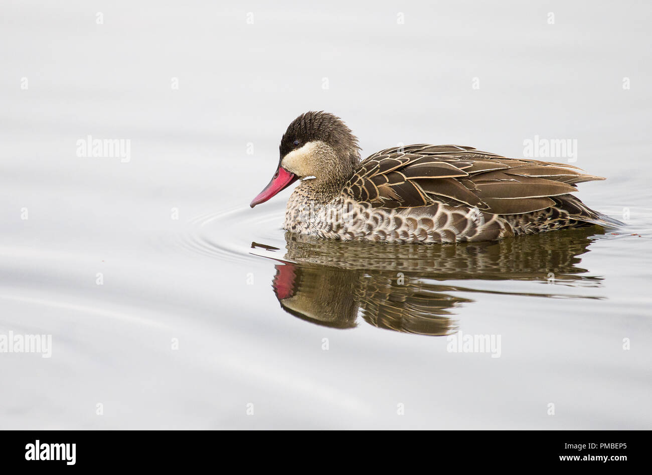 Pato fauna aves hi-res stock photography and images - Alamy