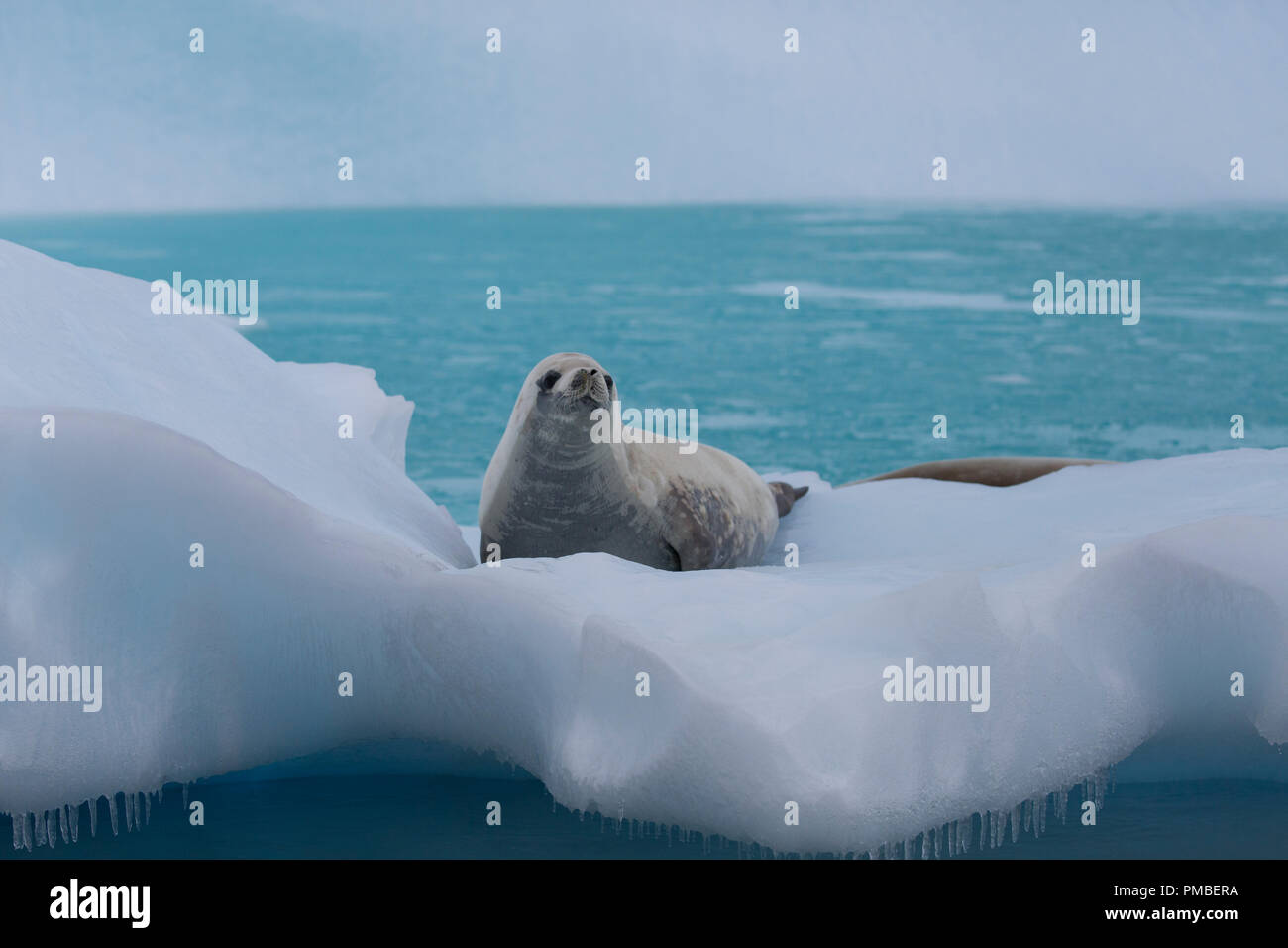 Crabeater Seal, Cuverville Island, Antarctica Stock Photo - Alamy