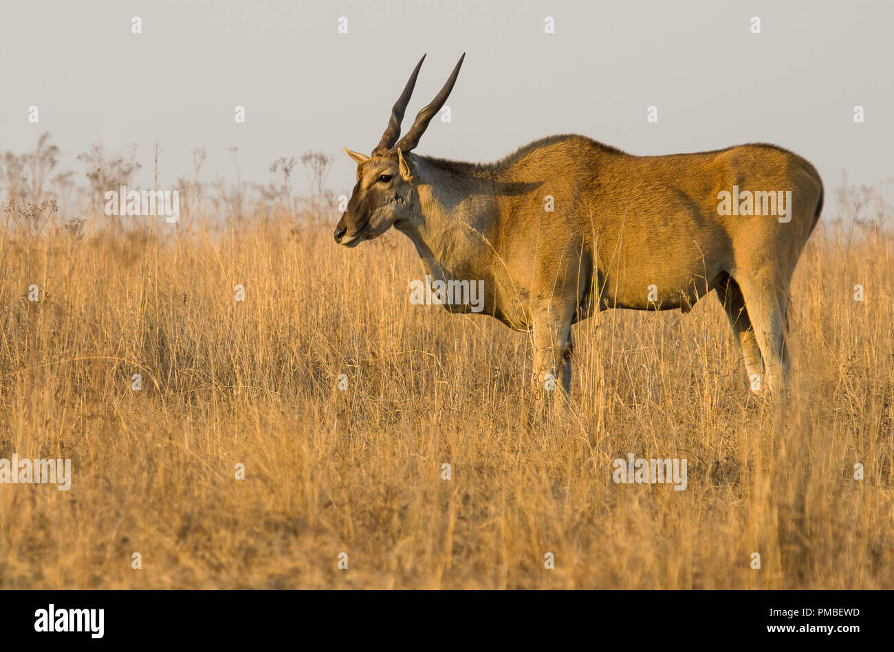 Antelope eland hi-res stock photography and images - Alamy