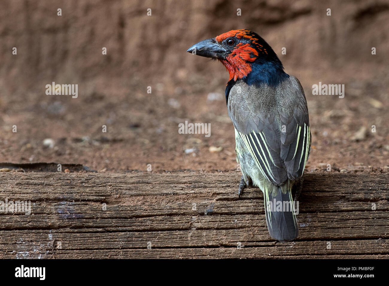 A black collared barbet photographed in Johannesburg, South Africa ...