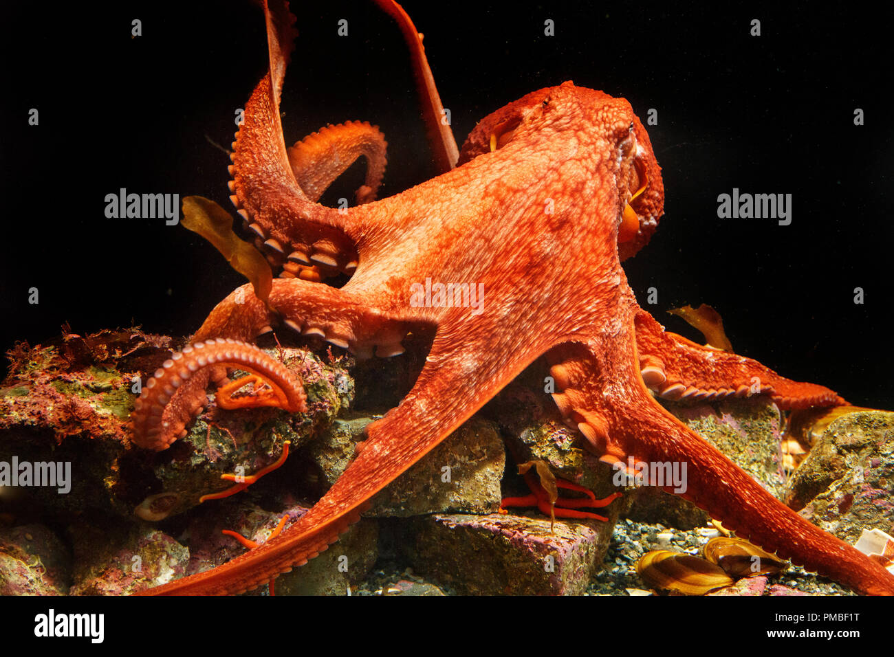 Giant Pacific Octopus, Alaska SeaLife Center, Seward, Alaska Stock ...