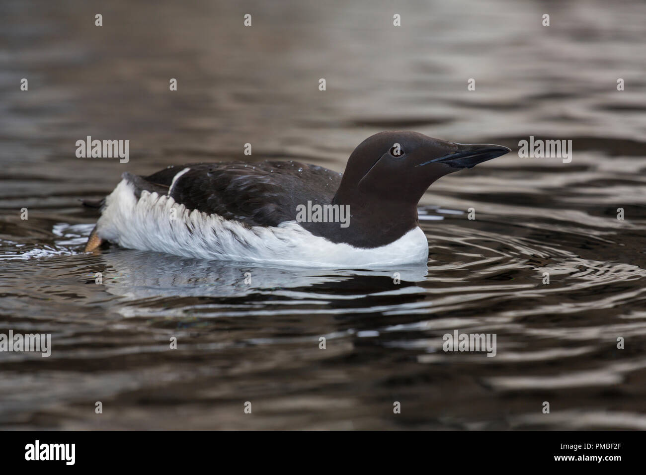 Common Murre, Alaska SeaLife Center, Seward, Alaska Stock Photo - Alamy