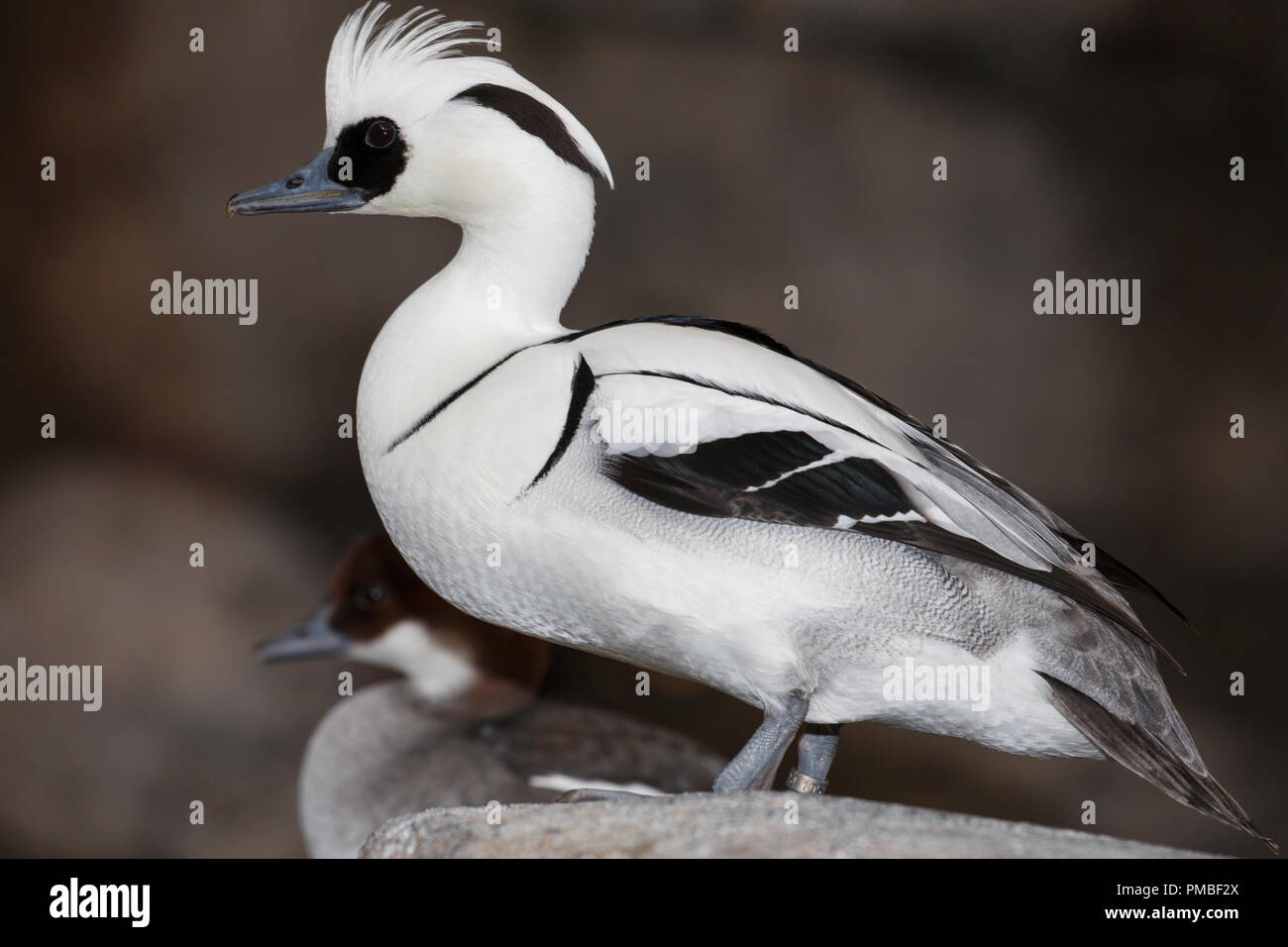 Smew in breeding plummage. Alaska SeaLifeCenter, Seward, Alaska Stock ...