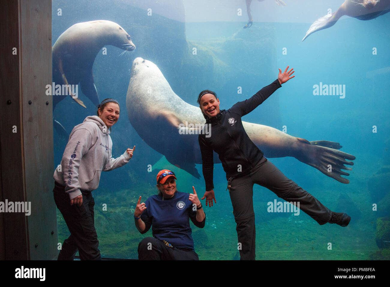 Steller Sea Lion, Alaska SeaLife Center, Seward, Alaska Stock Photo - Alamy