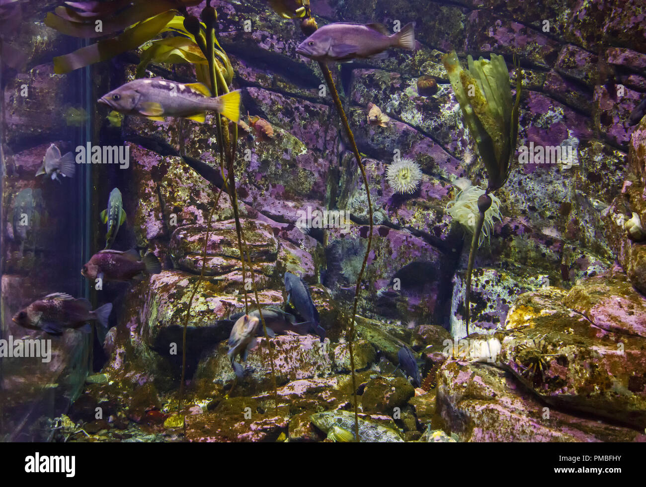 Exhibit fish tank hi-res stock photography and images - Alamy