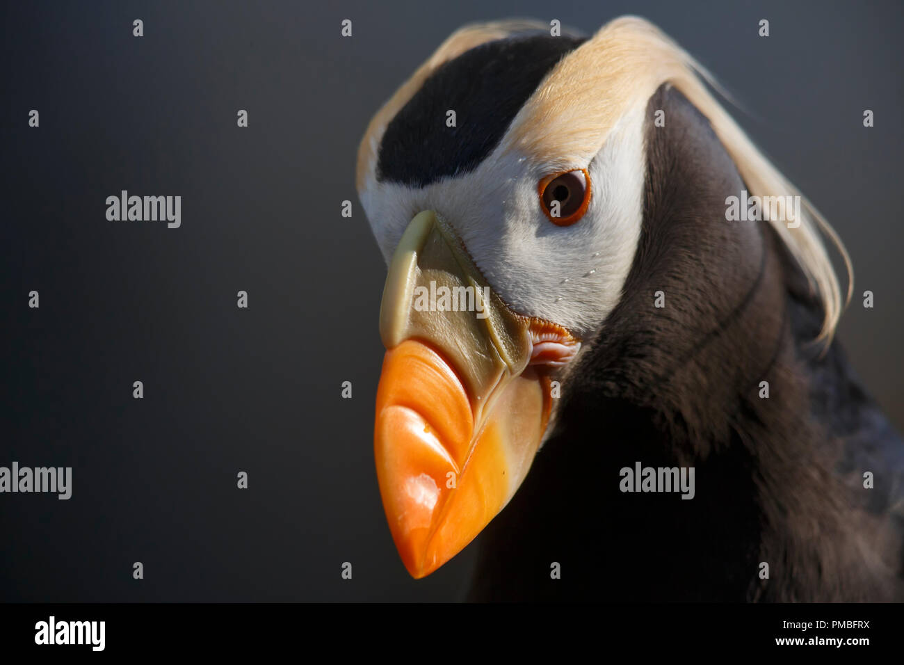 Tufted Puffin. Alaska SeaLife Center, Seward, Alaska Stock Photo - Alamy