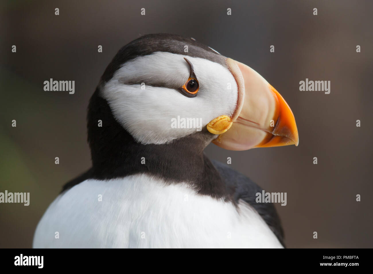 Puffin face alaska hi-res stock photography and images - Alamy