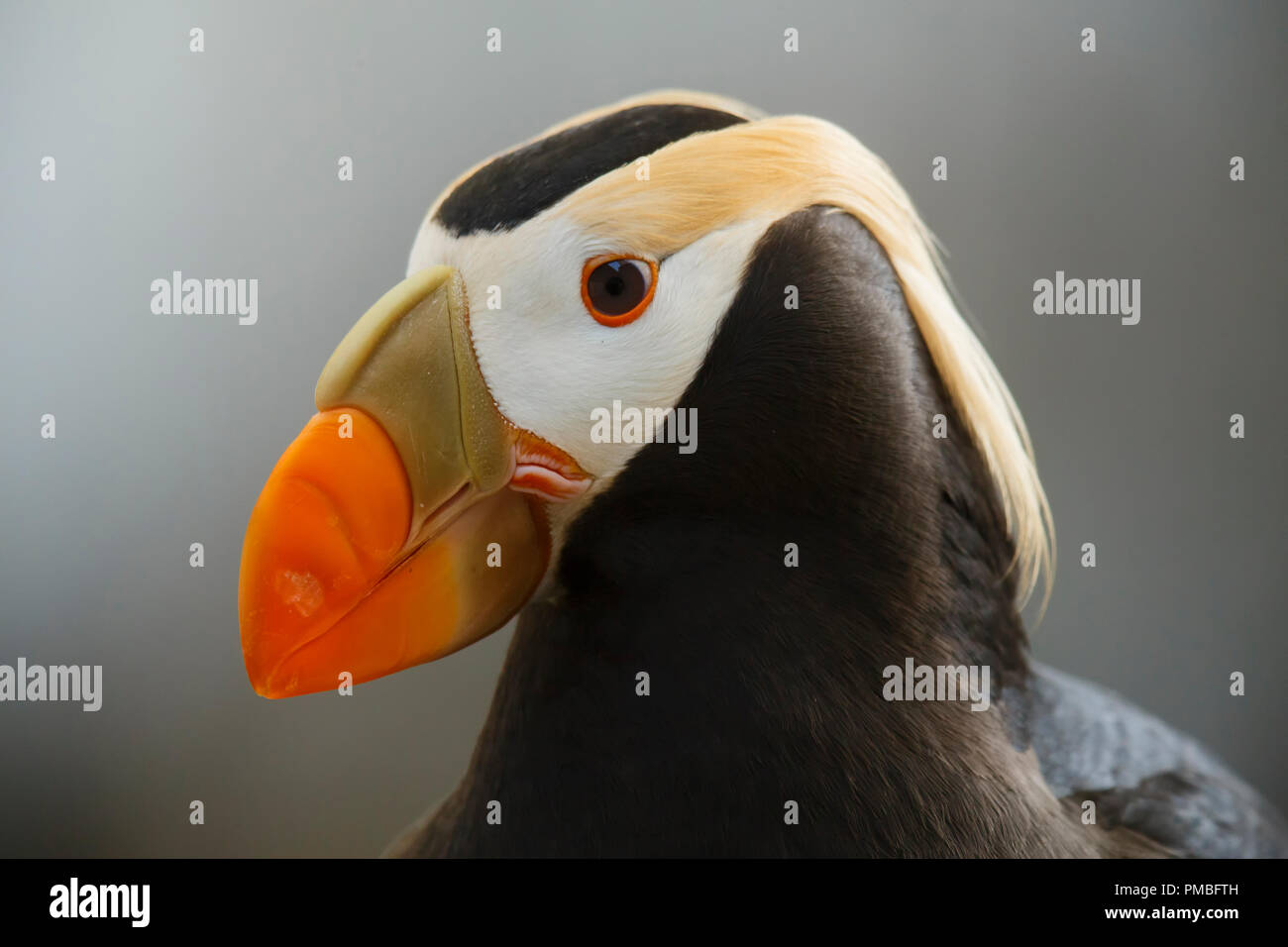 Tufted Puffin. Alaska SeaLife Center, Seward, Alaska Stock Photo - Alamy