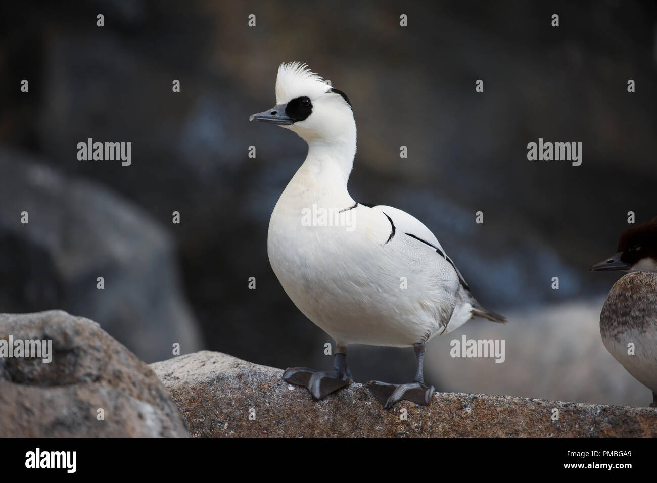 Smew in breeding plummage. Alaska SeaLifeCenter, Seward, Alaska Stock ...