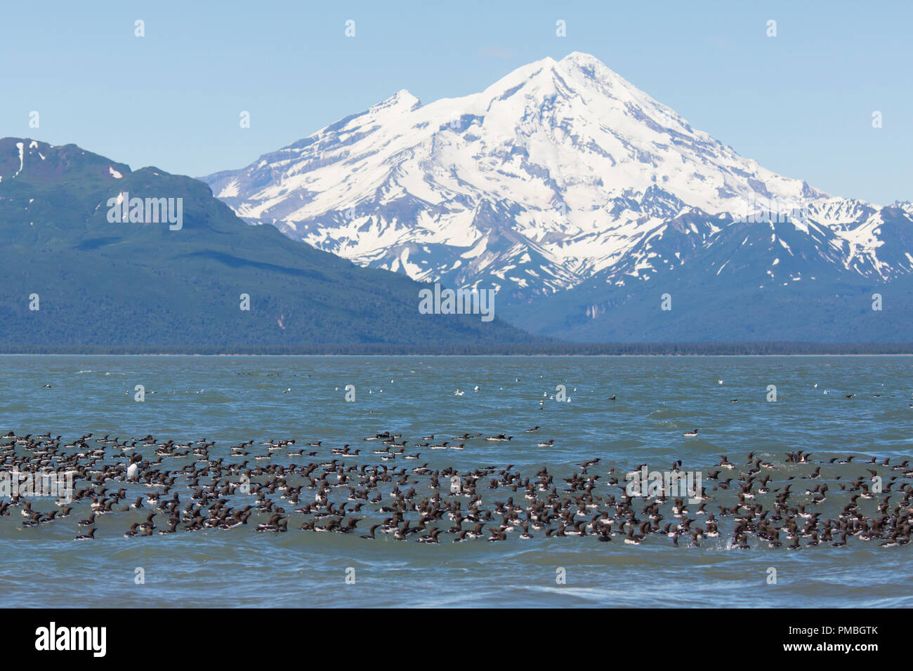 Raft of Common Murres with Mt Redoubt volcano, Lake Clark National Park ...