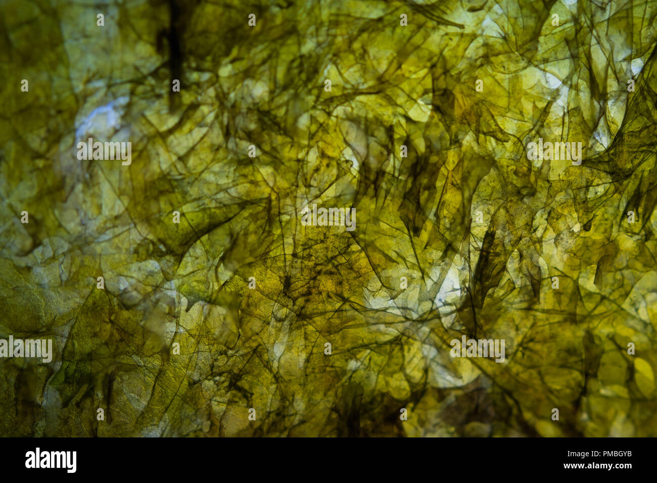 Dried Sheet Of Nori Seaweed, Japanese Cuisine Ingredient To Wrap Rolls ...