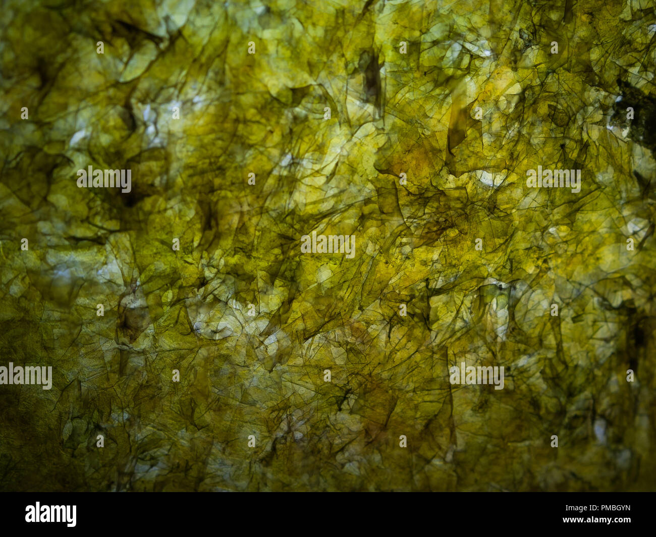 Dried Sheet Of Nori Seaweed, Japanese Cuisine Ingredient To Wrap Rolls ...