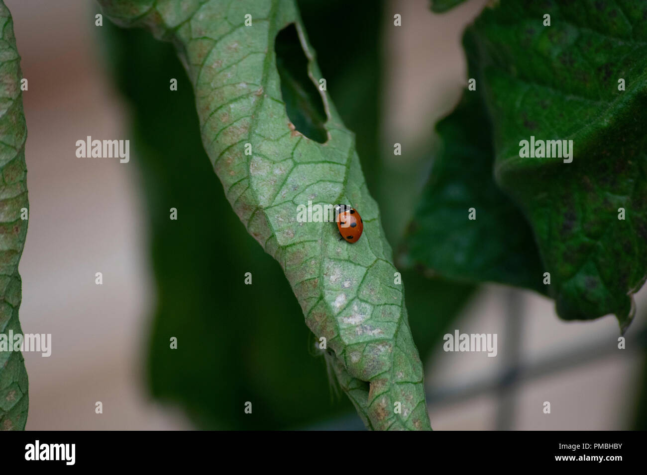 Ladybug side view hi-res stock photography and images - Alamy