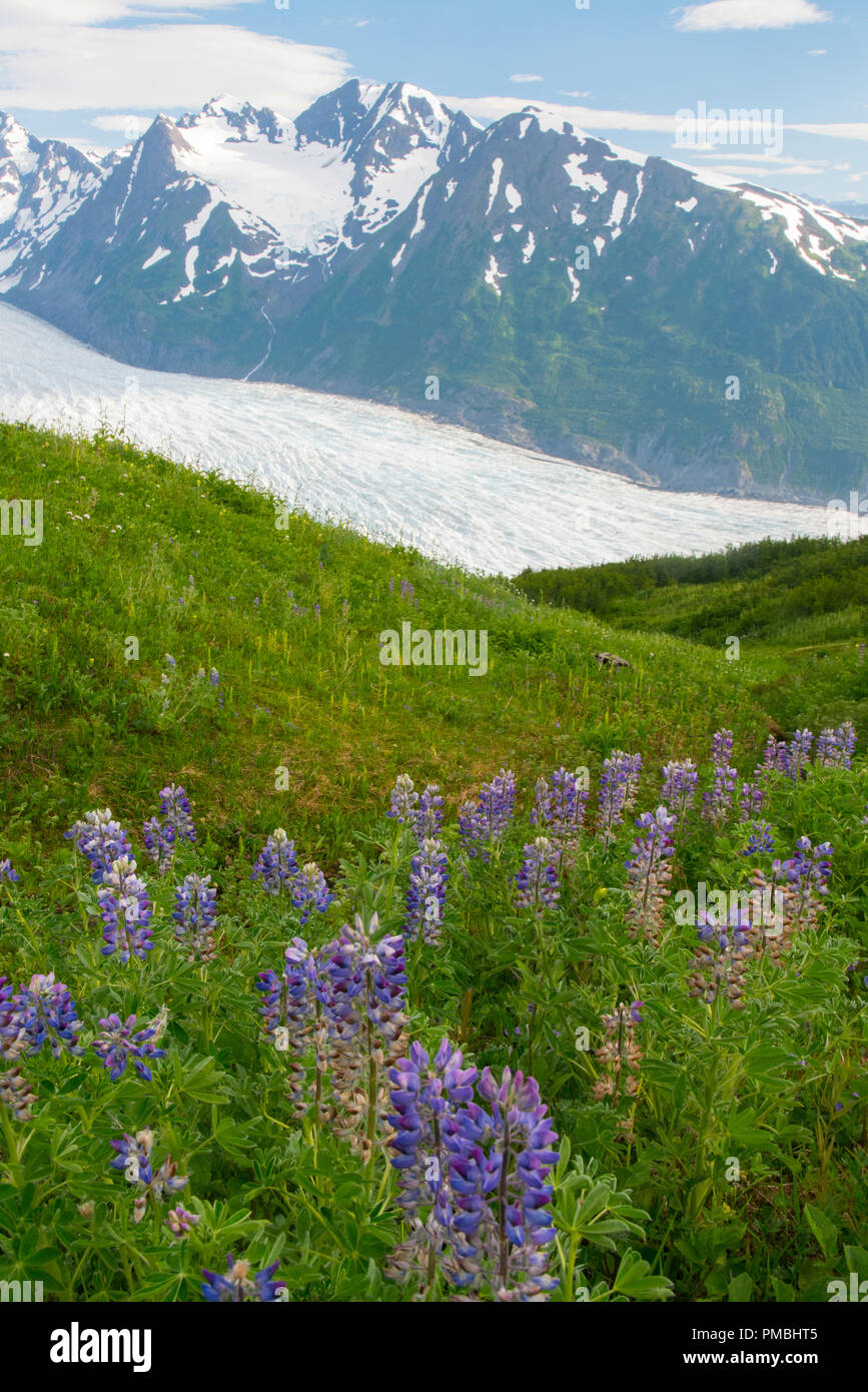 Bench and wildflowers hi-res stock photography and images - Alamy