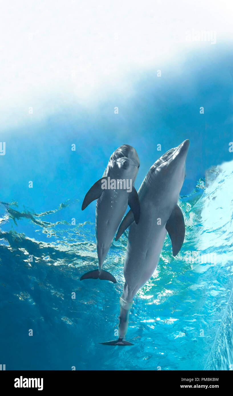 Dolphin Tale Hope: Hope Dolphin – PBCYJ