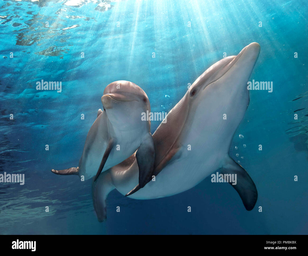 Dolphin tale 2 hi-res stock photography and images - Alamy