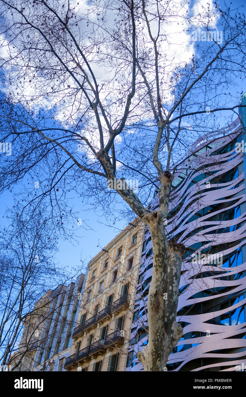 Buildings covered by trees in the center of Barcelona, Spain Stock ...