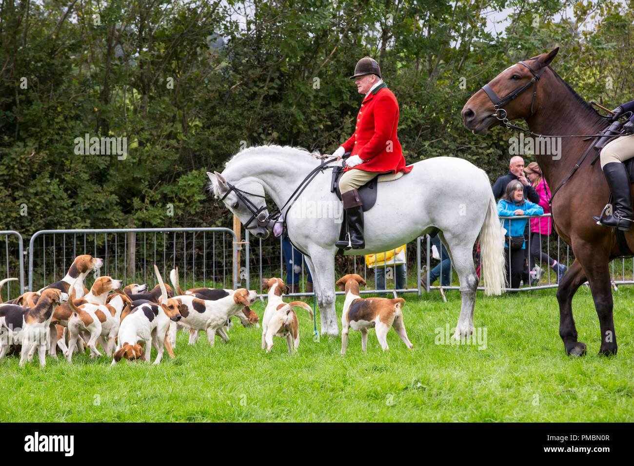 A Fox hunt at the Westmorland County Show, near Kendal, Cumbria, UK ...