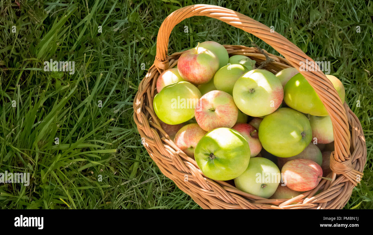 Natural light apples in basket hi-res stock photography and images - Alamy