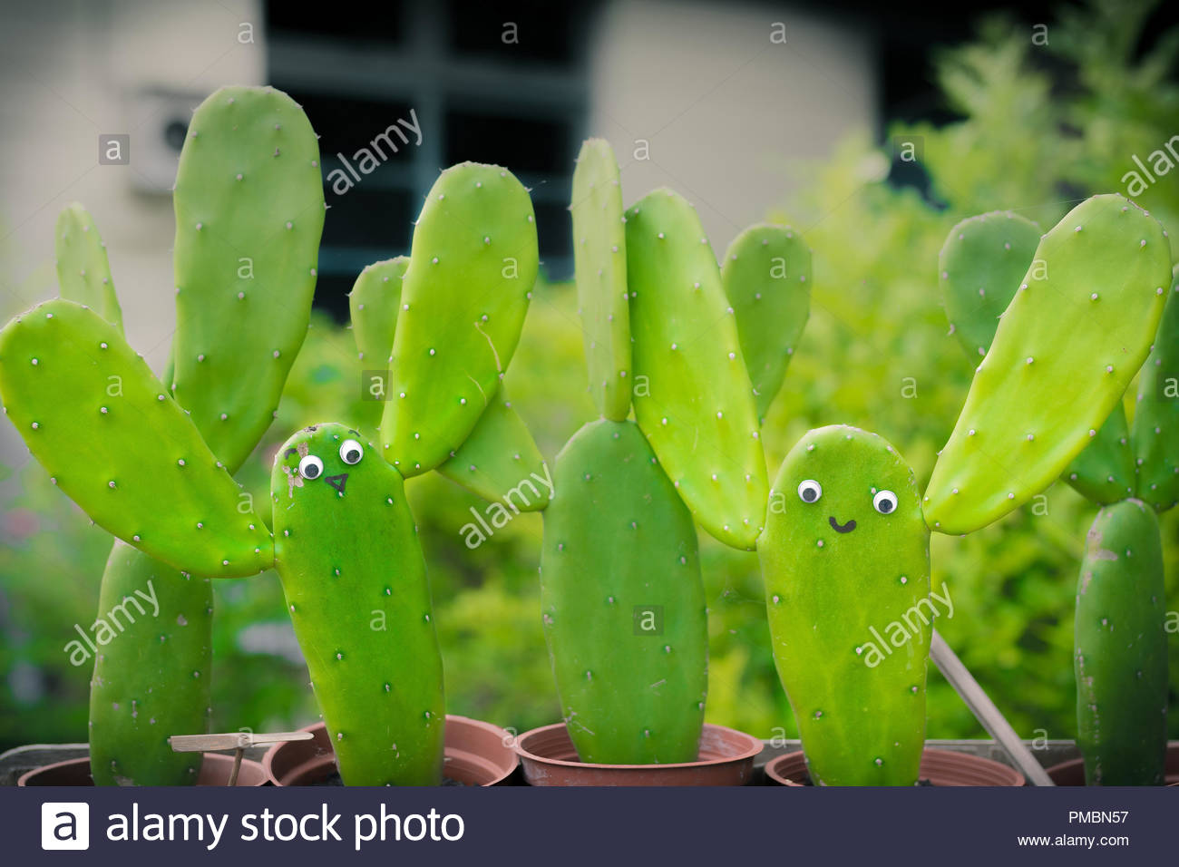 Mexican Funny Cactus Cartoon Character Stock Photos & Mexican Funny ...