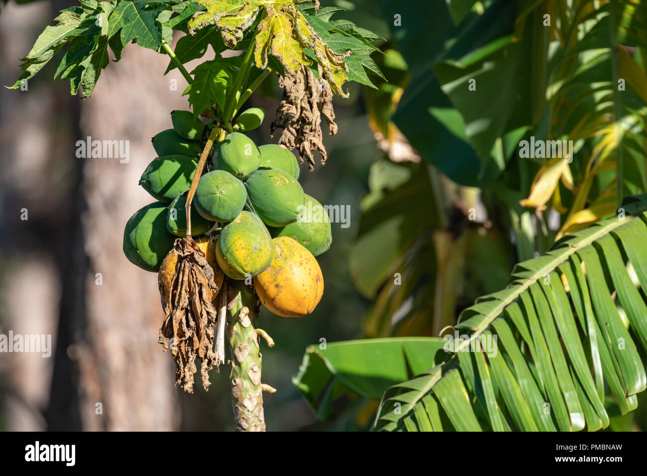Paw paw tree hi-res stock photography and images - Alamy
