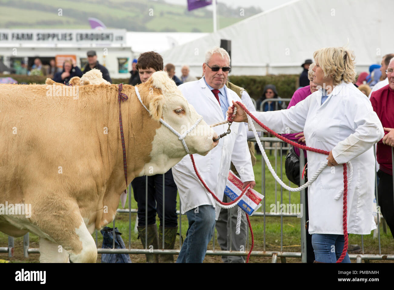 A French Simmental cow at the Westmorland County Show, near Kendal ...