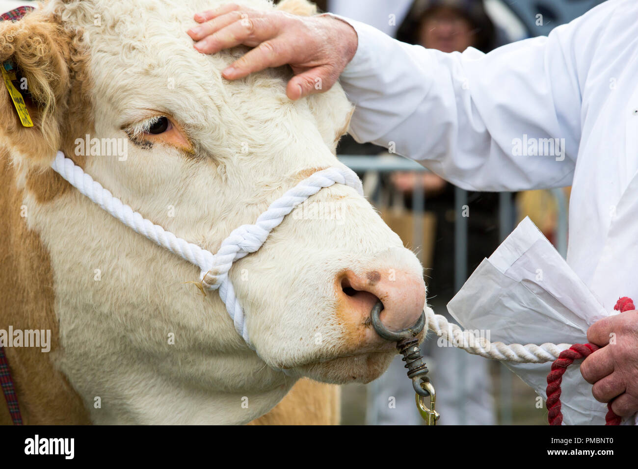 French simmental hi-res stock photography and images - Alamy