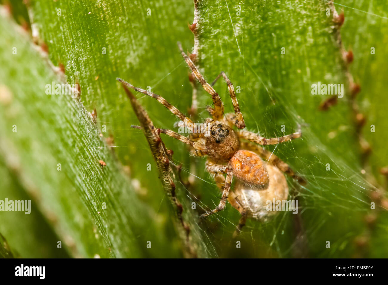 Sword like leaves hi-res stock photography and images - Alamy