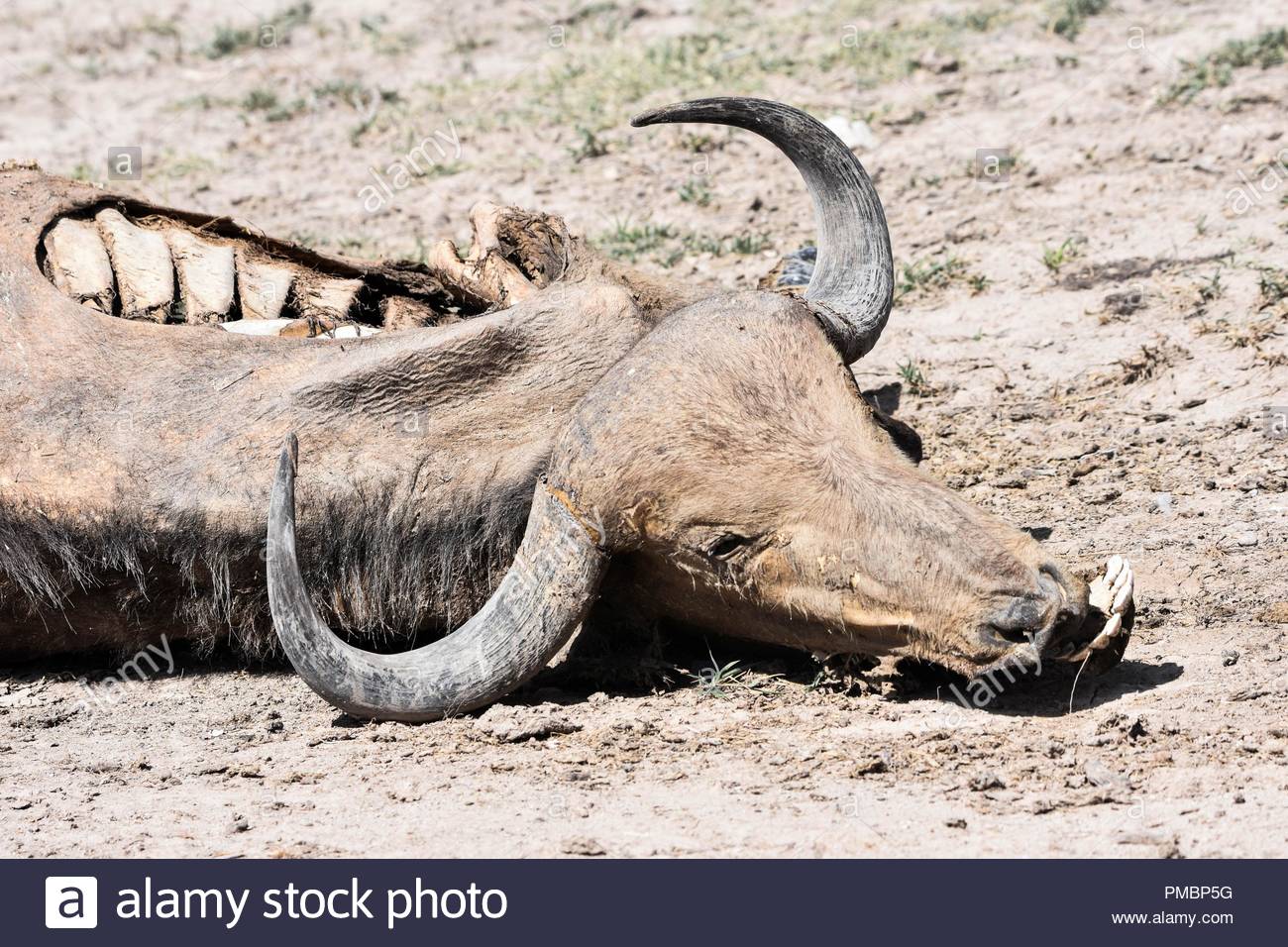 Water Buffalo Skull Stock Photos & Water Buffalo Skull Stock Images - Alamy