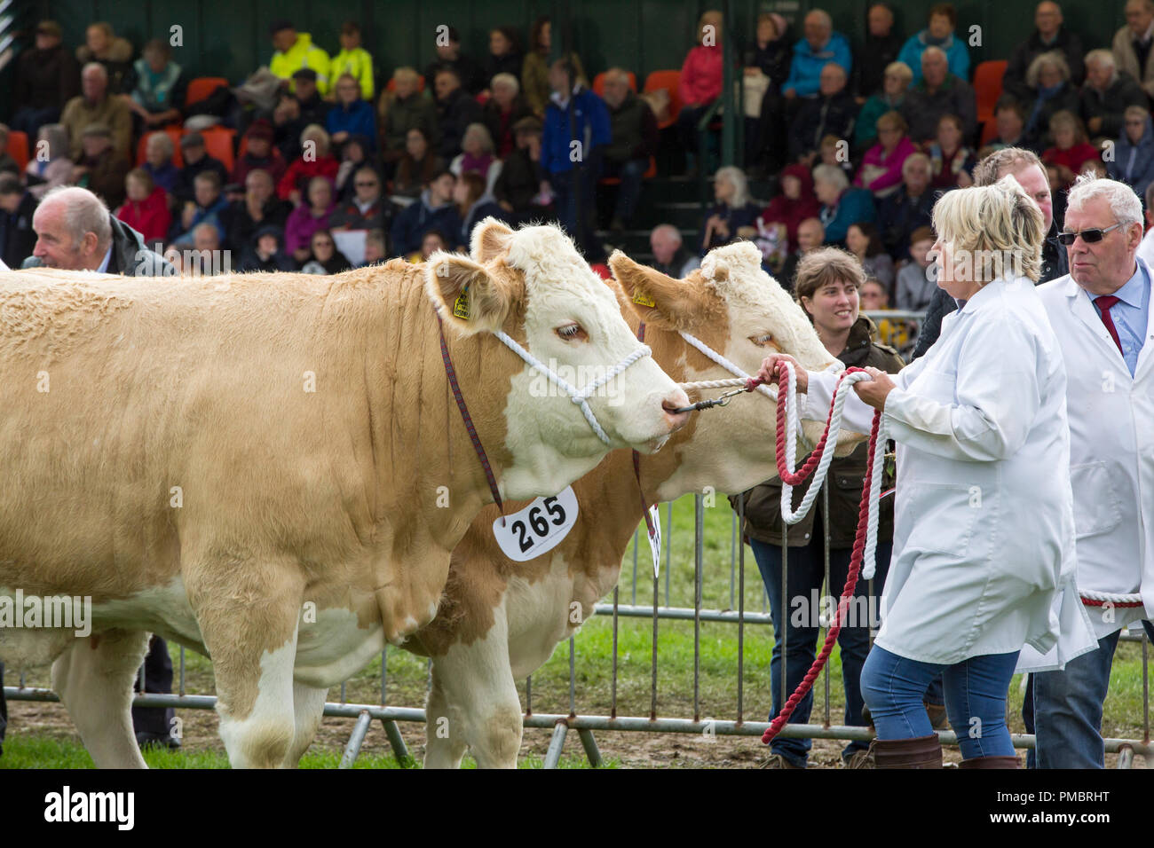 French simmental hi-res stock photography and images - Alamy